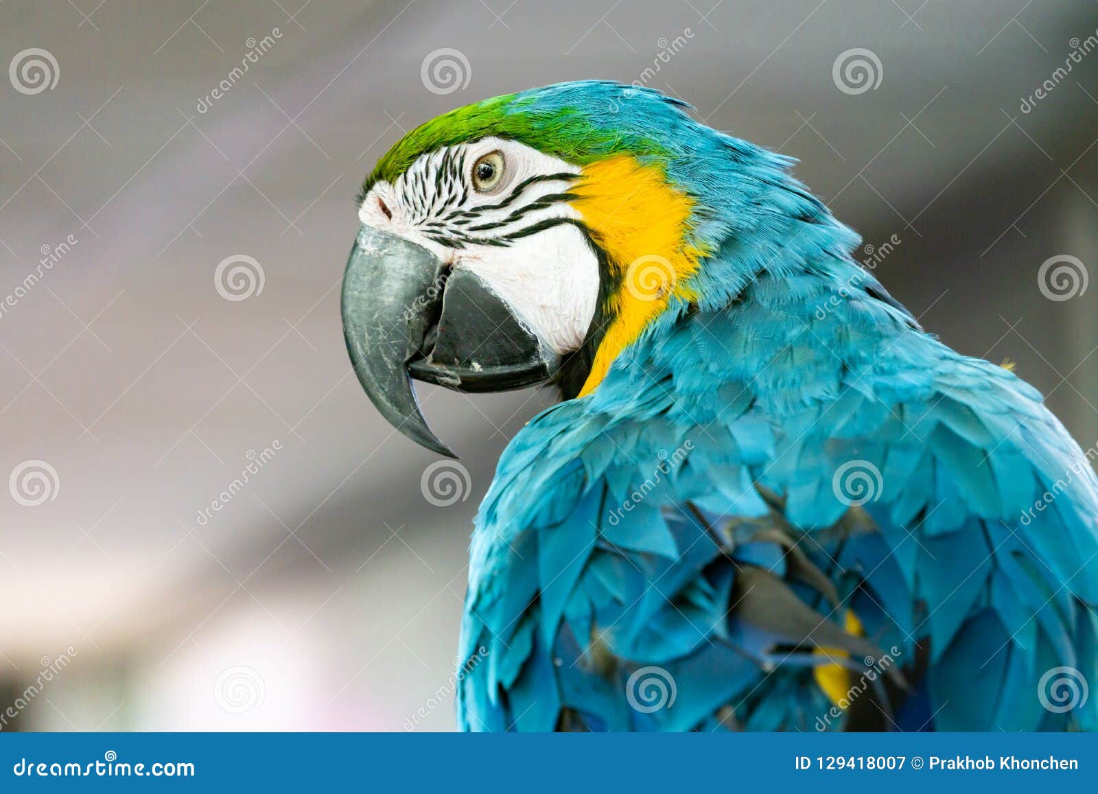 Severe Macaw Parrot,Close Up the Chestnut Fronted Macaw Stock Image ...