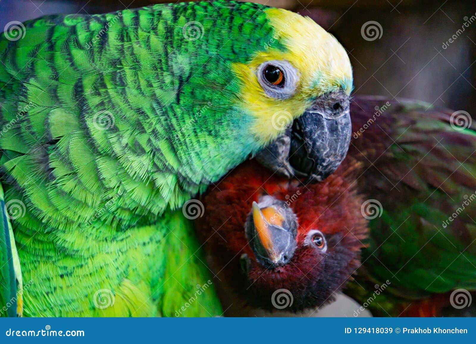 Severe Macaw Parrot,Close Up the Chestnut Fronted Macaw Stock Image ...