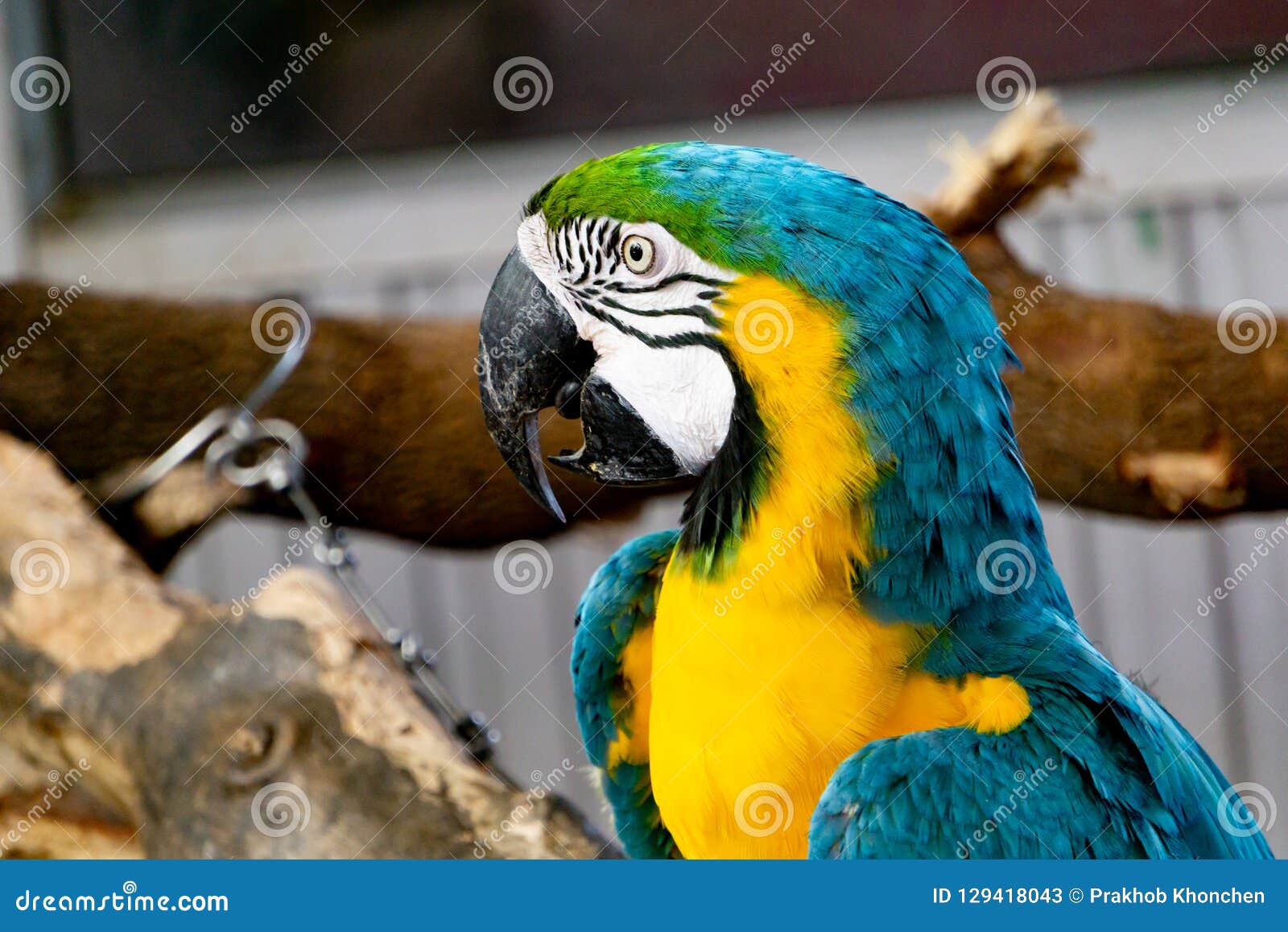 Severe Macaw Parrot,Close Up the Chestnut Fronted Macaw Stock Image ...
