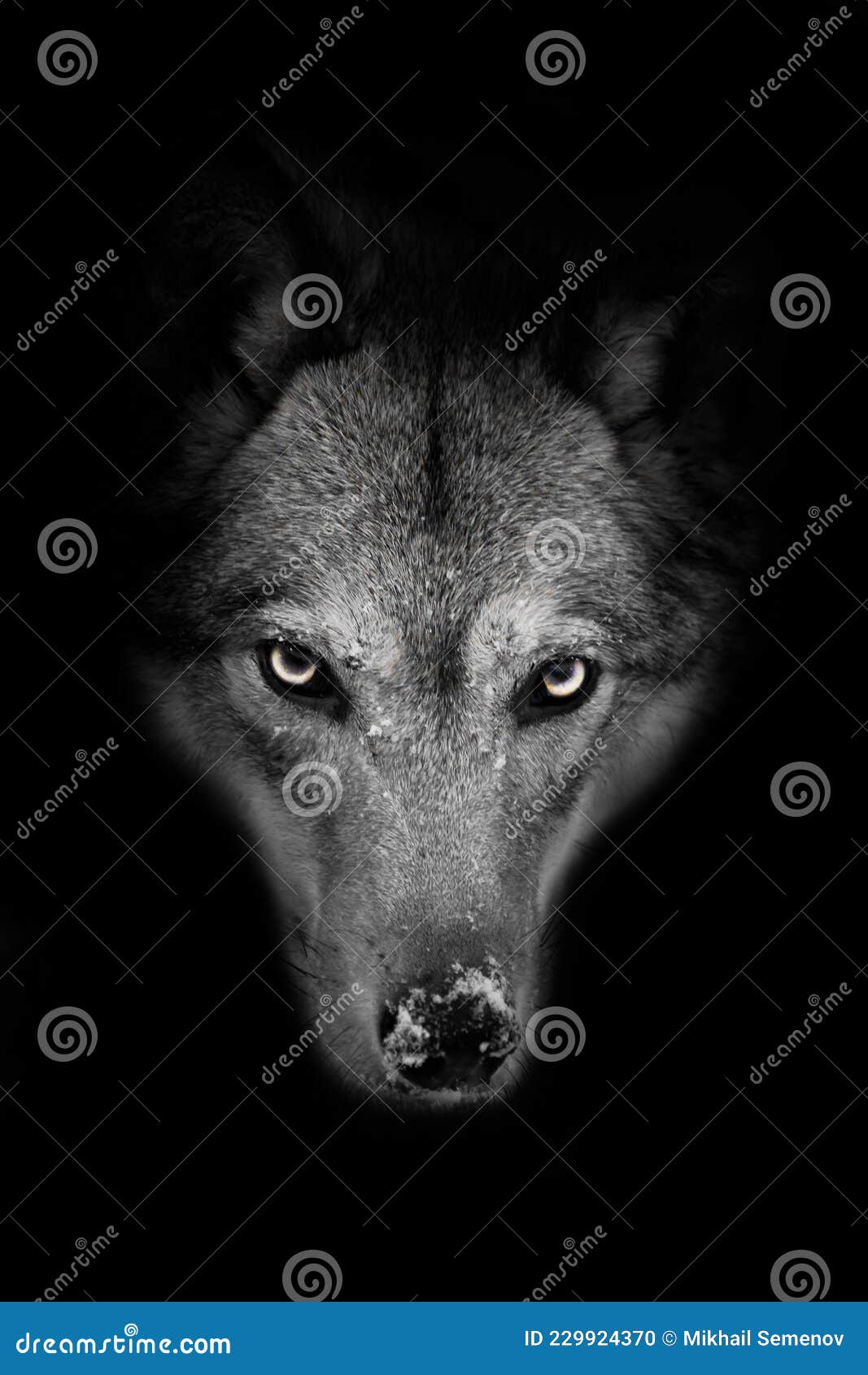 Severe Muzzle of a she-wolf Full Face on a Black Background with a ...