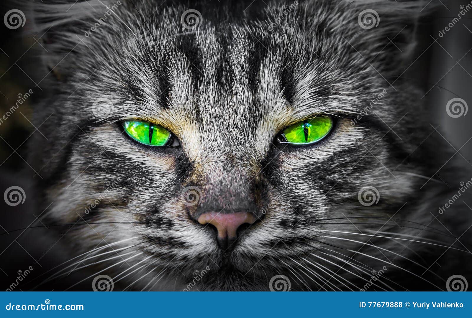 Severe, Predatory Evil Cat Eyes Stock Photo - Image of close, furious ...