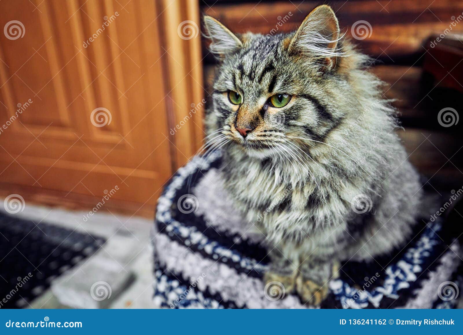 Severe and Serious Cat Looking Strictly. Wait for the Host Stock Photo ...