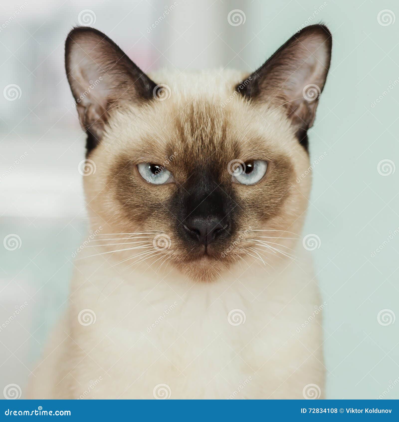 Severe and Serious Thai Cat Looking Strictly. Stock Photo - Image of ...