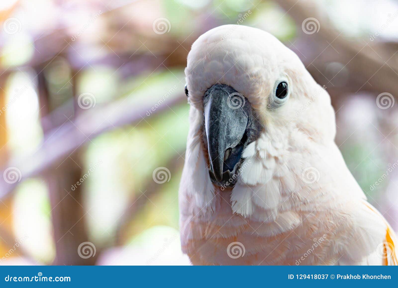 Severe White Macaw Parrot,Close Up the Chestnut Fronted Macaw Stock ...