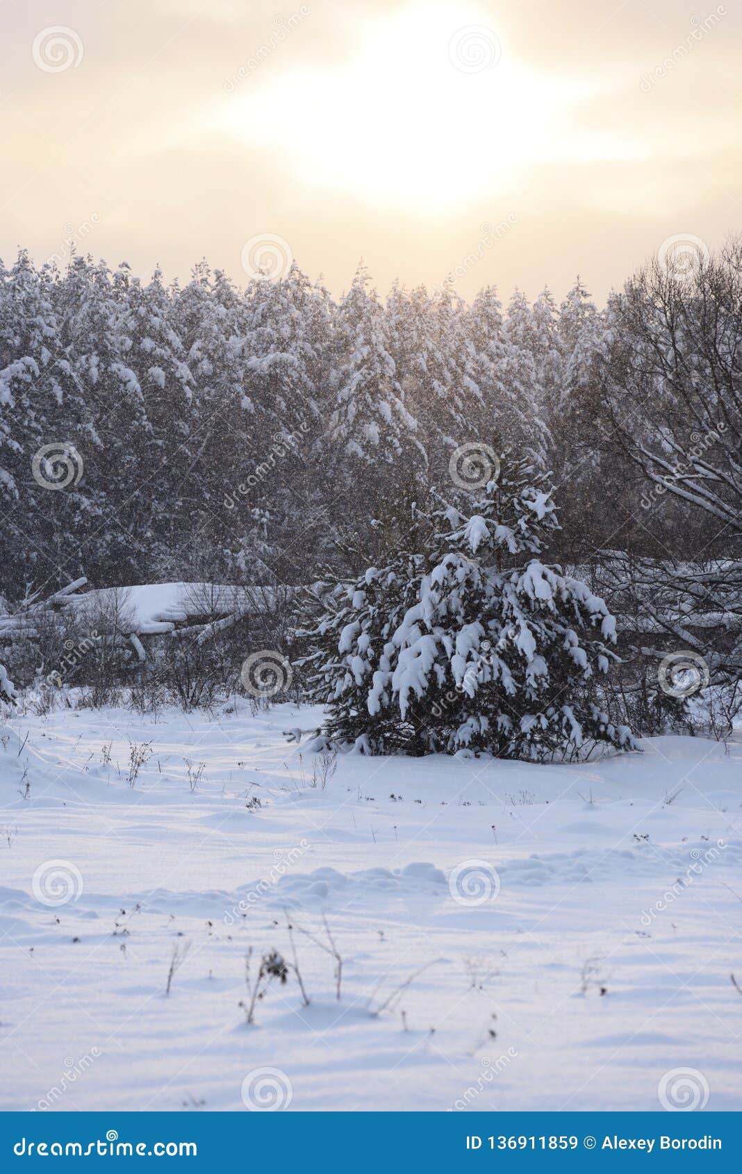 Severe Winter Landscape. Big Trees in Deep Snow in Cold Sunset Stock ...