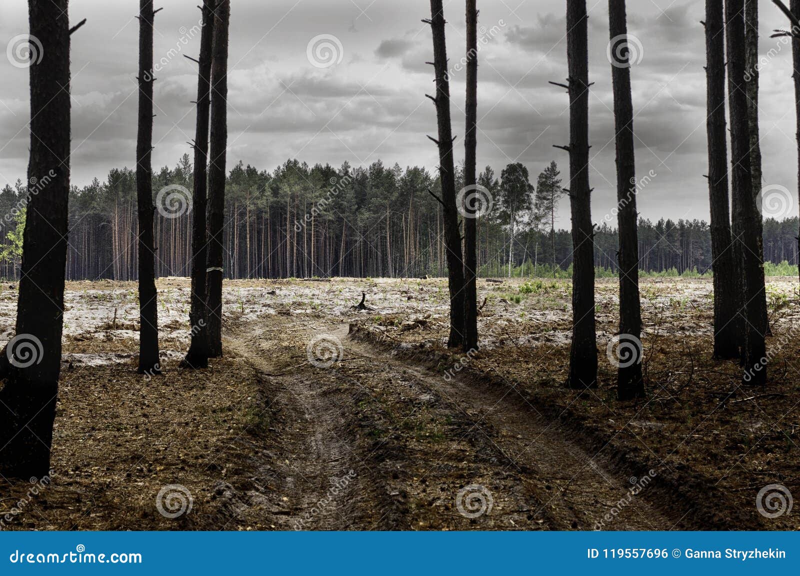 The Severed Forest. Problems of Human Life and Influence on Nature ...