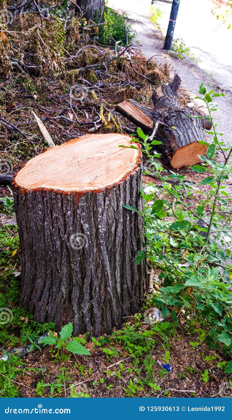 The severed tree stock image. Image of upper, side, outside - 125930613