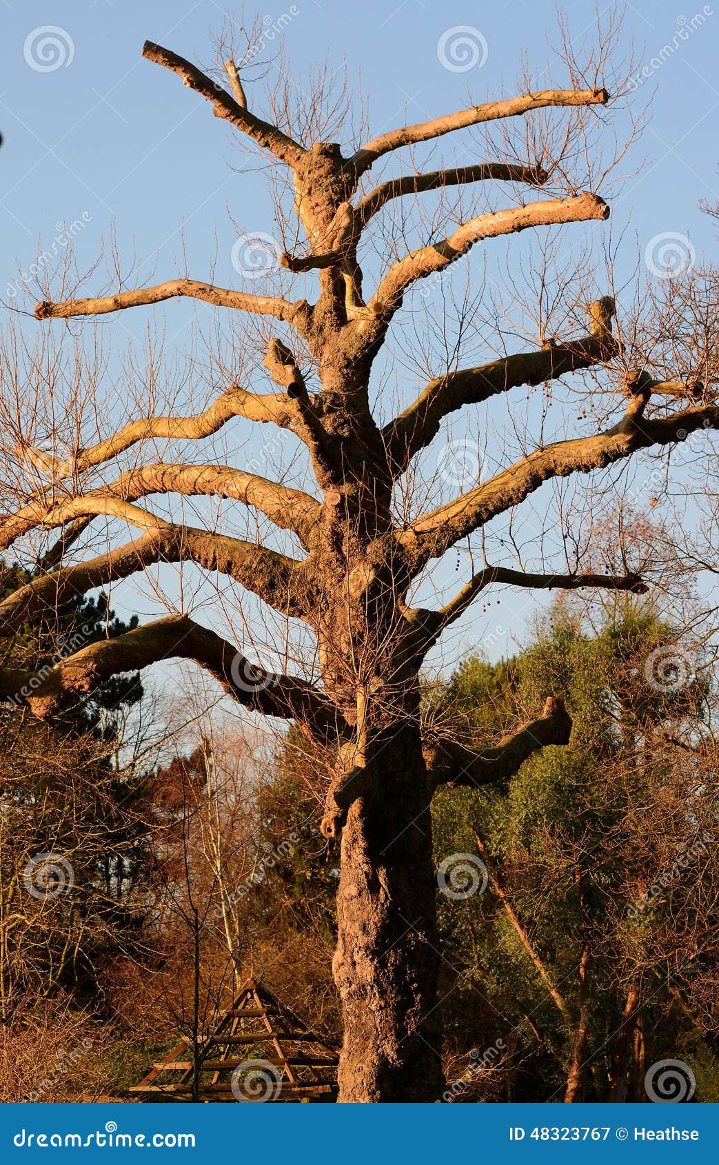 Severely pollarded tree stock image. Image of branches - 48323767