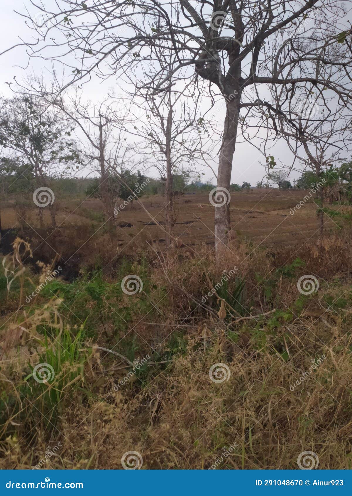 The Severity of the Long Dry Season Makes the Trees Dry Stock Photo ...