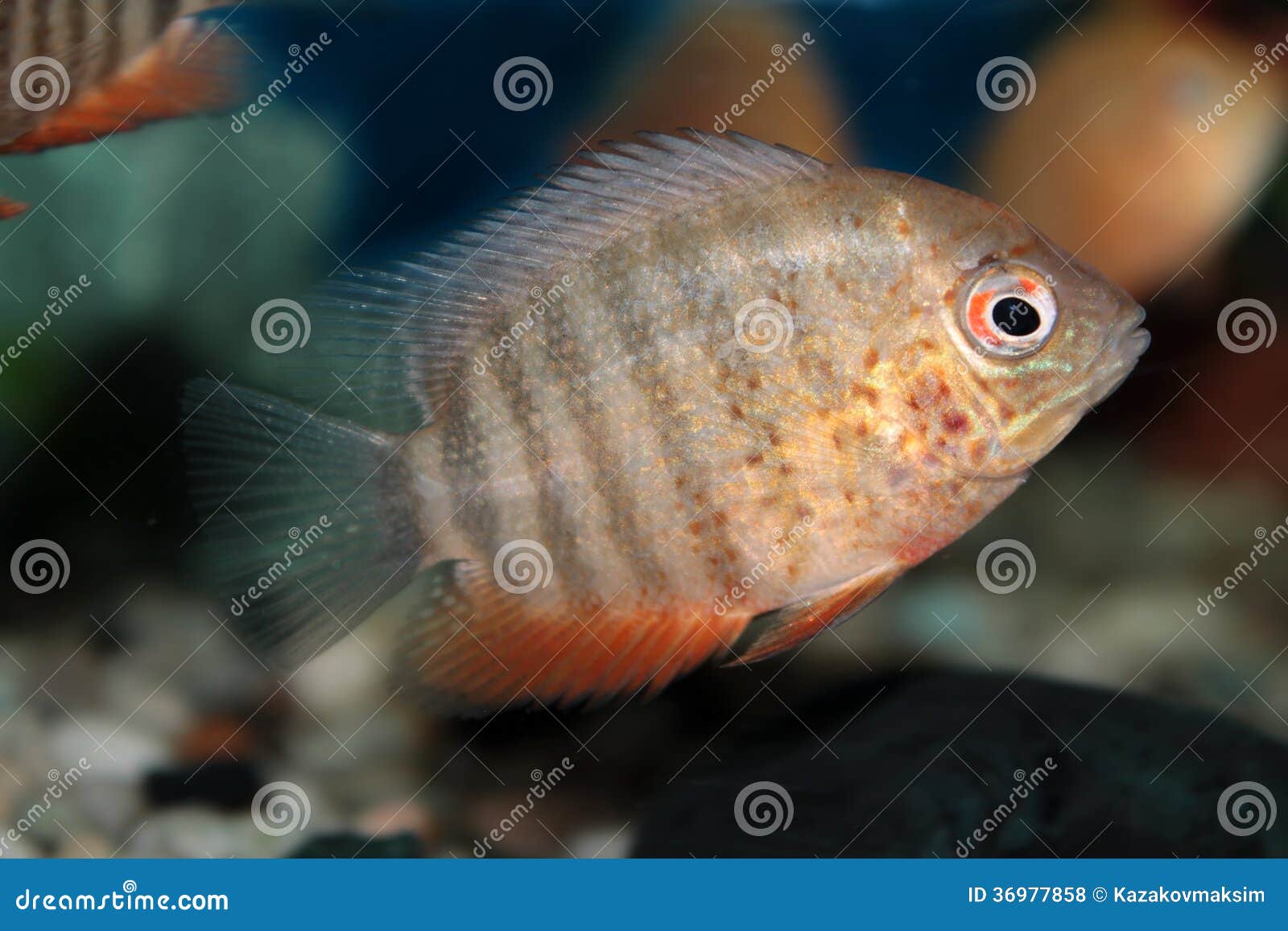 Severum aquarium fish stock photo. Image of fish, cichlasoma - 36977858