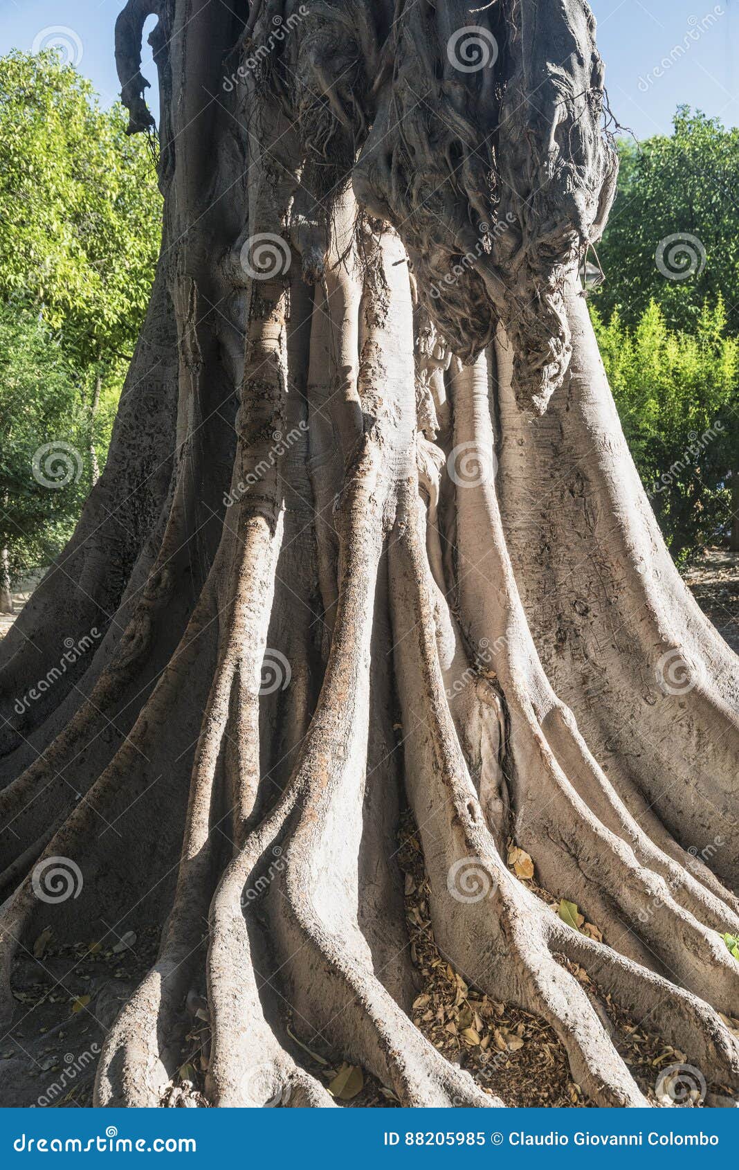 Sevilla Andalucia, Spanien: Alter Großer Baum Stockbild - Bild von ...