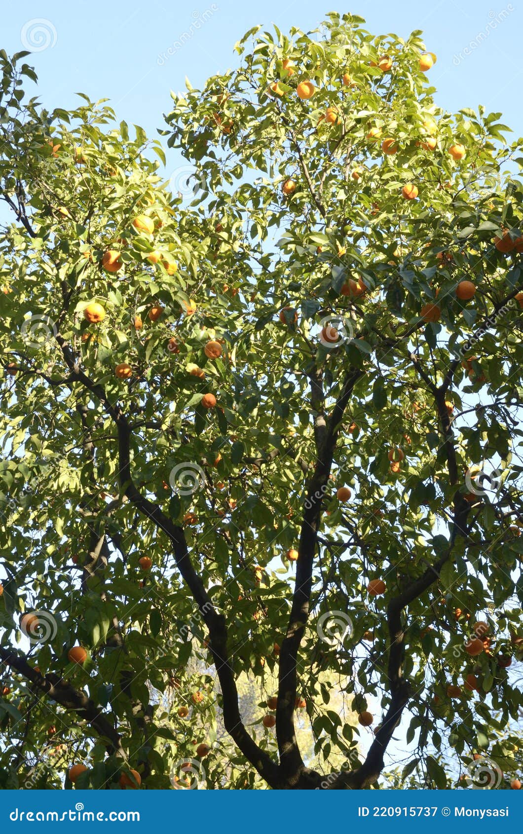 Seville Orange tree stock image. Image of europe, orange - 220915737