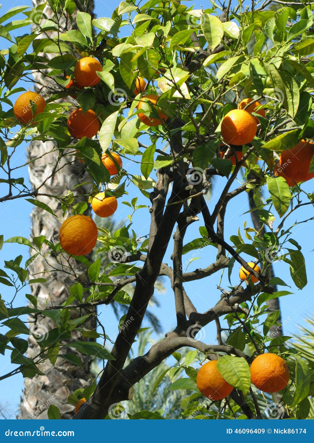 Seville Oranges stock image. Image of growing, naranjas - 46096409