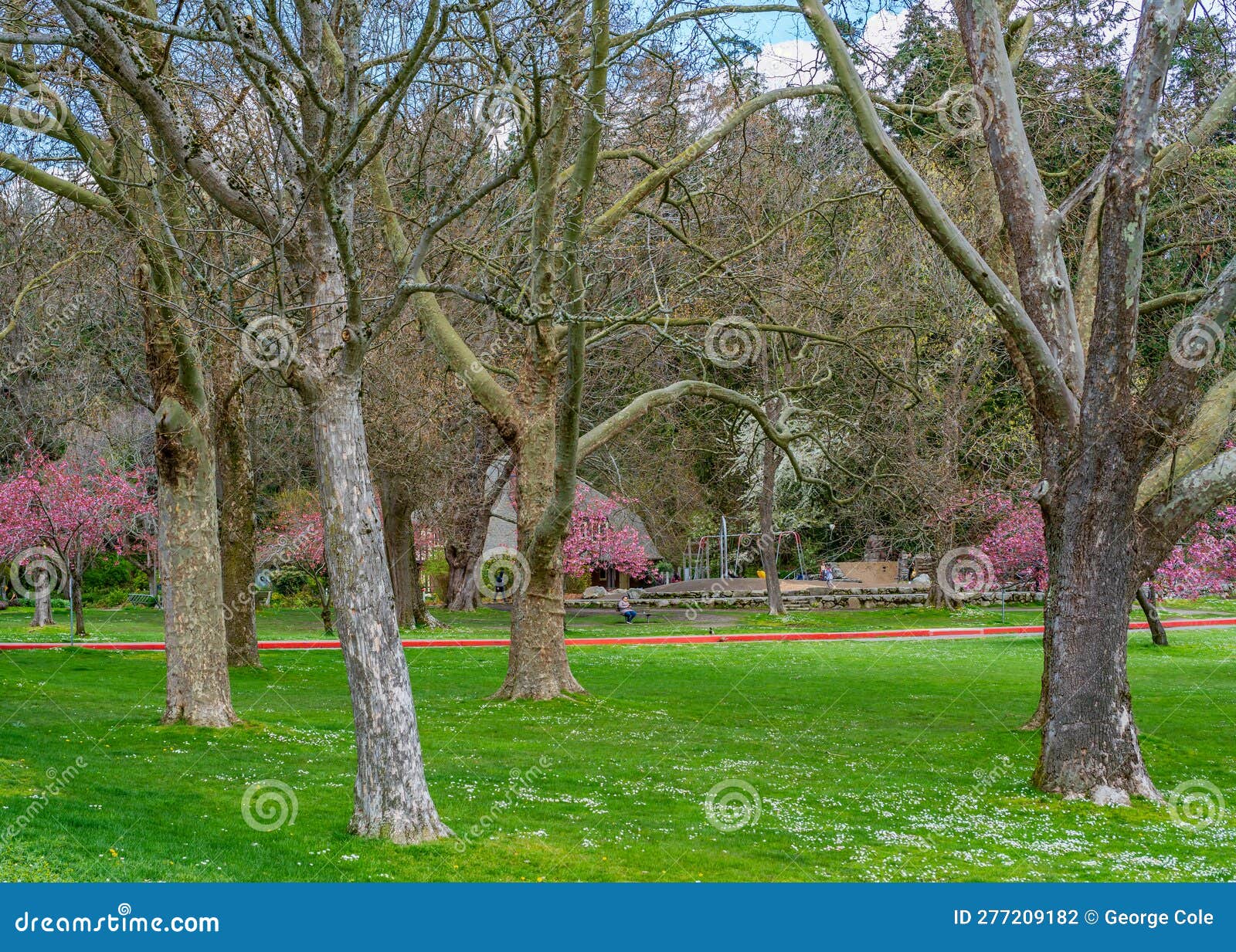 Seward Park Cherry Trees stock photo. Image of travel - 277209182