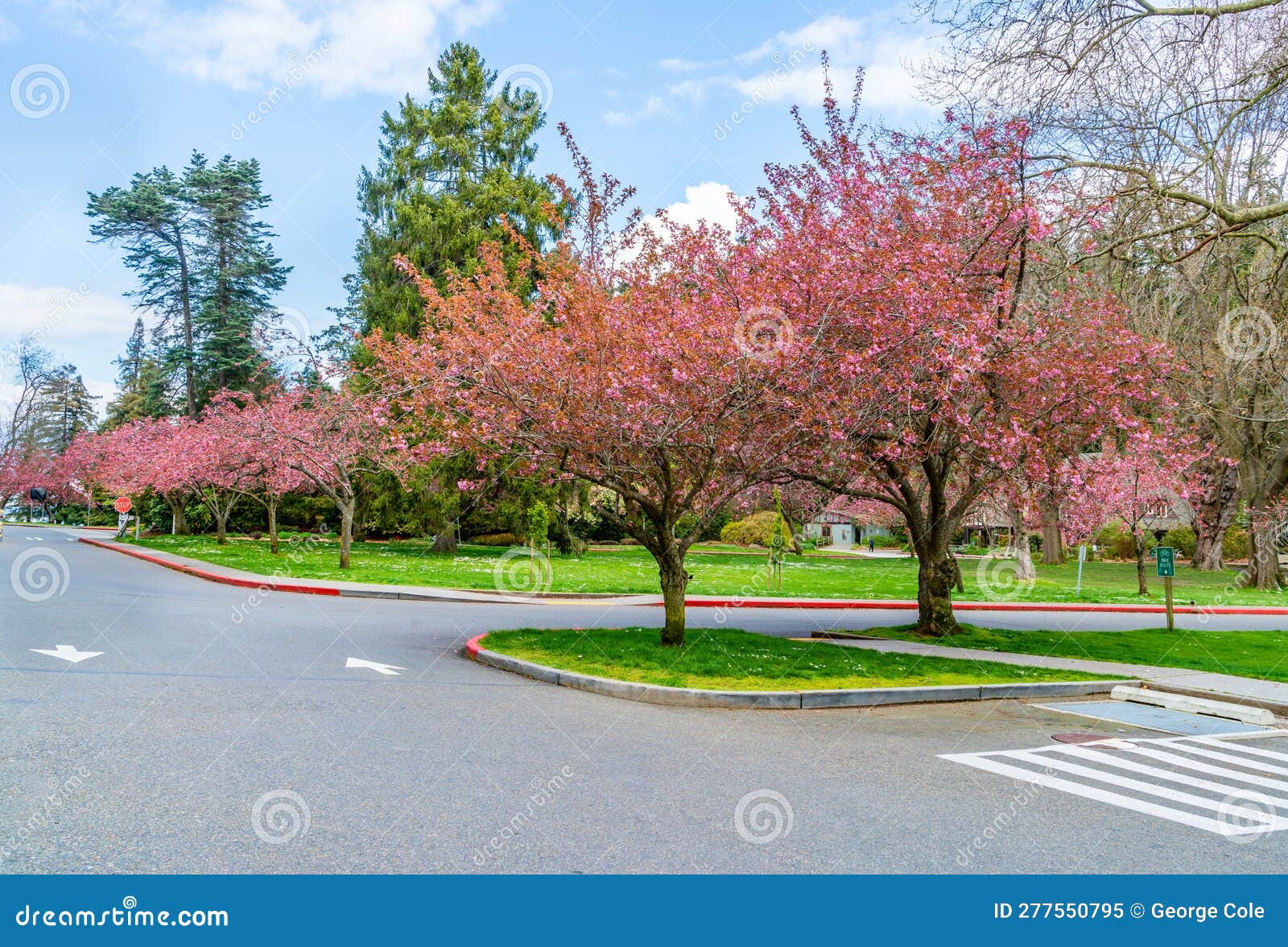 Seward Park Cherry Trees 4 stock image. Image of park - 277550795
