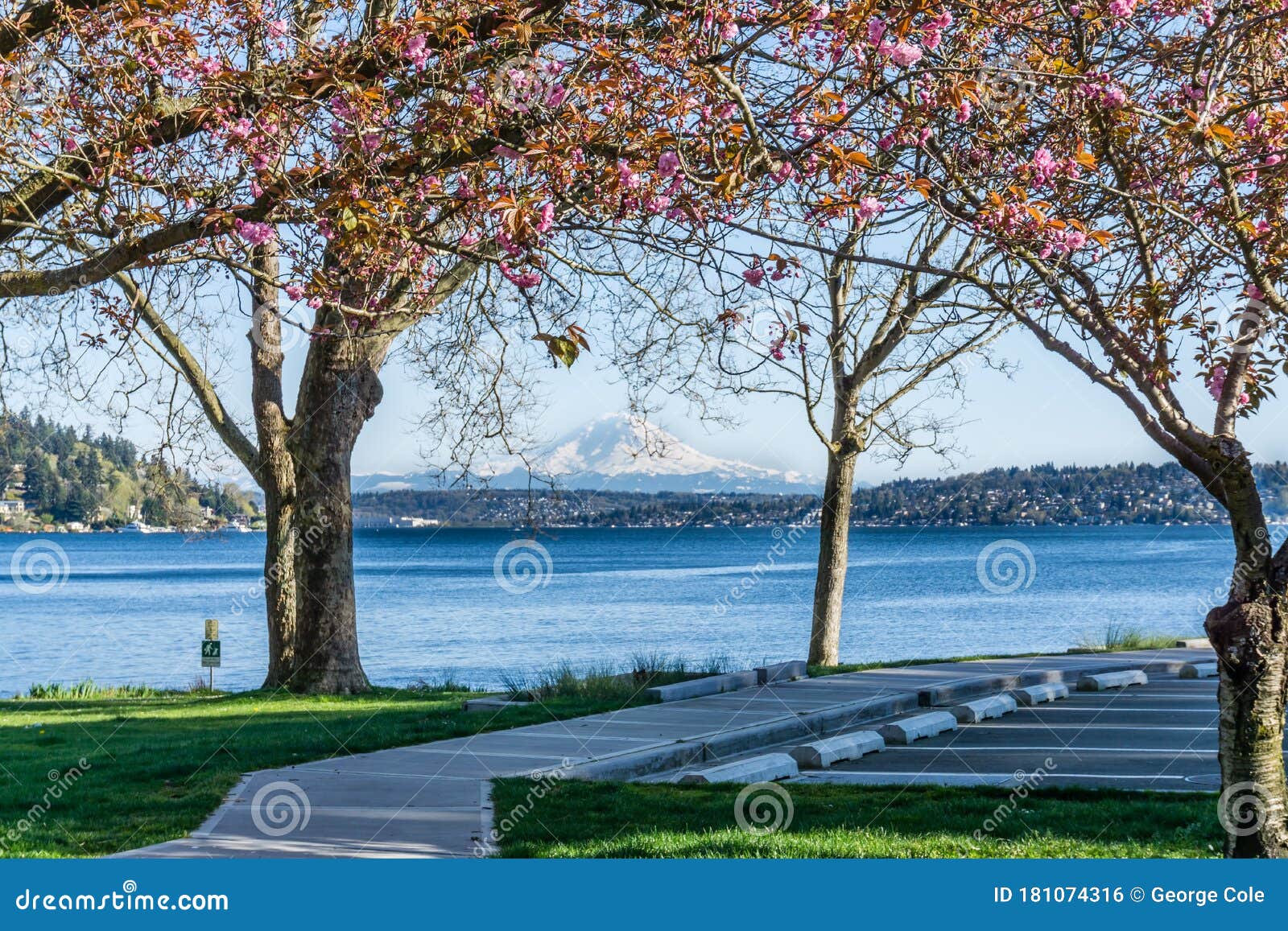 Seward Park Spring Trees 3 stock photo. Image of nature - 181074316