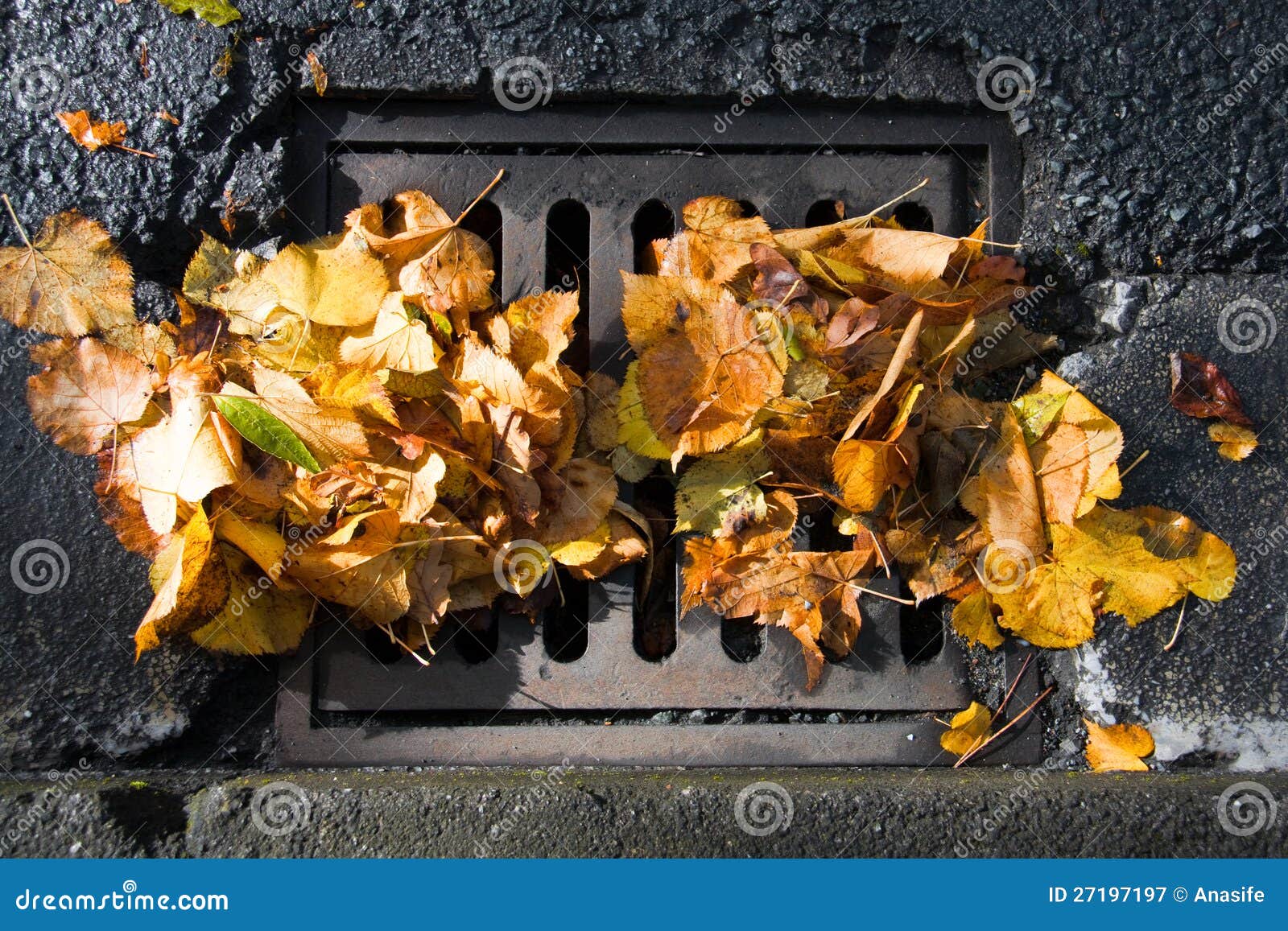 Sewer Clogged with Fallen Leaves Stock Image - Image of clogged ...