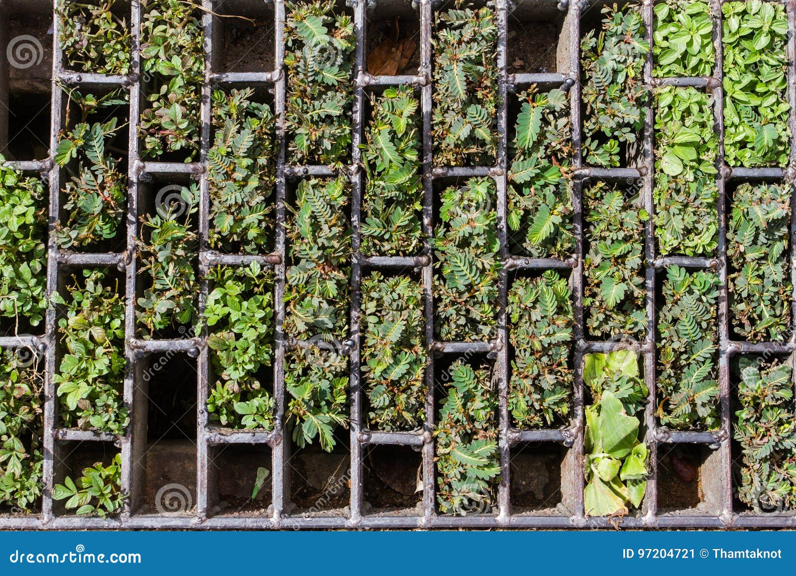 Sewer Grille Have the Germinate Grass is Channel Background Stock Image ...