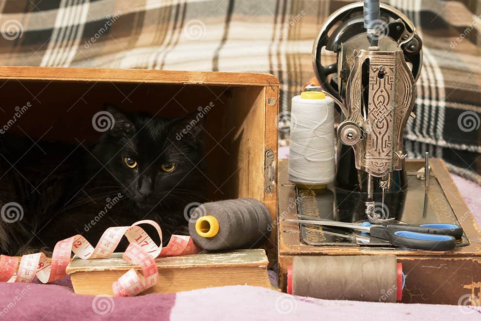Sewing Machine with Thread and Cat. Stock Photo - Image of fabric ...