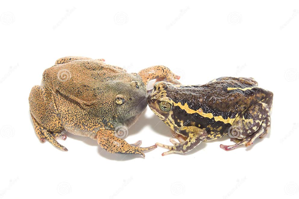 Sex bullfrog Mating stock image. Image of large, amphibia - 40719199