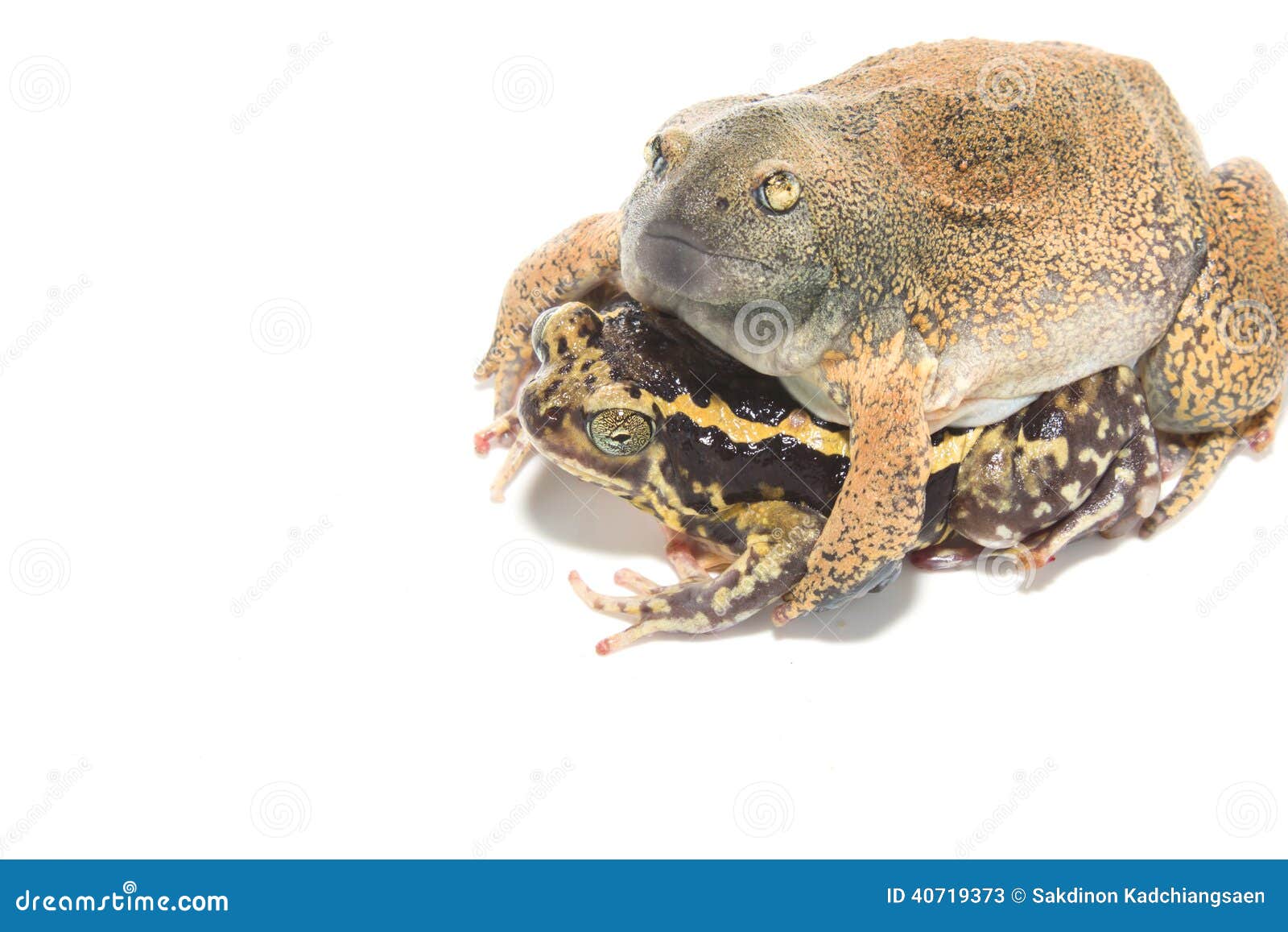 Sex bullfrog Mating stock image. Image of leaf, studio - 40719373