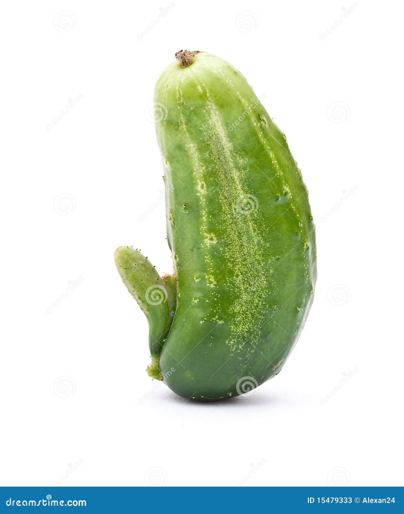 Sex Cucumber Stock Image Image Of Organ Cucumber Reproduction 15479333