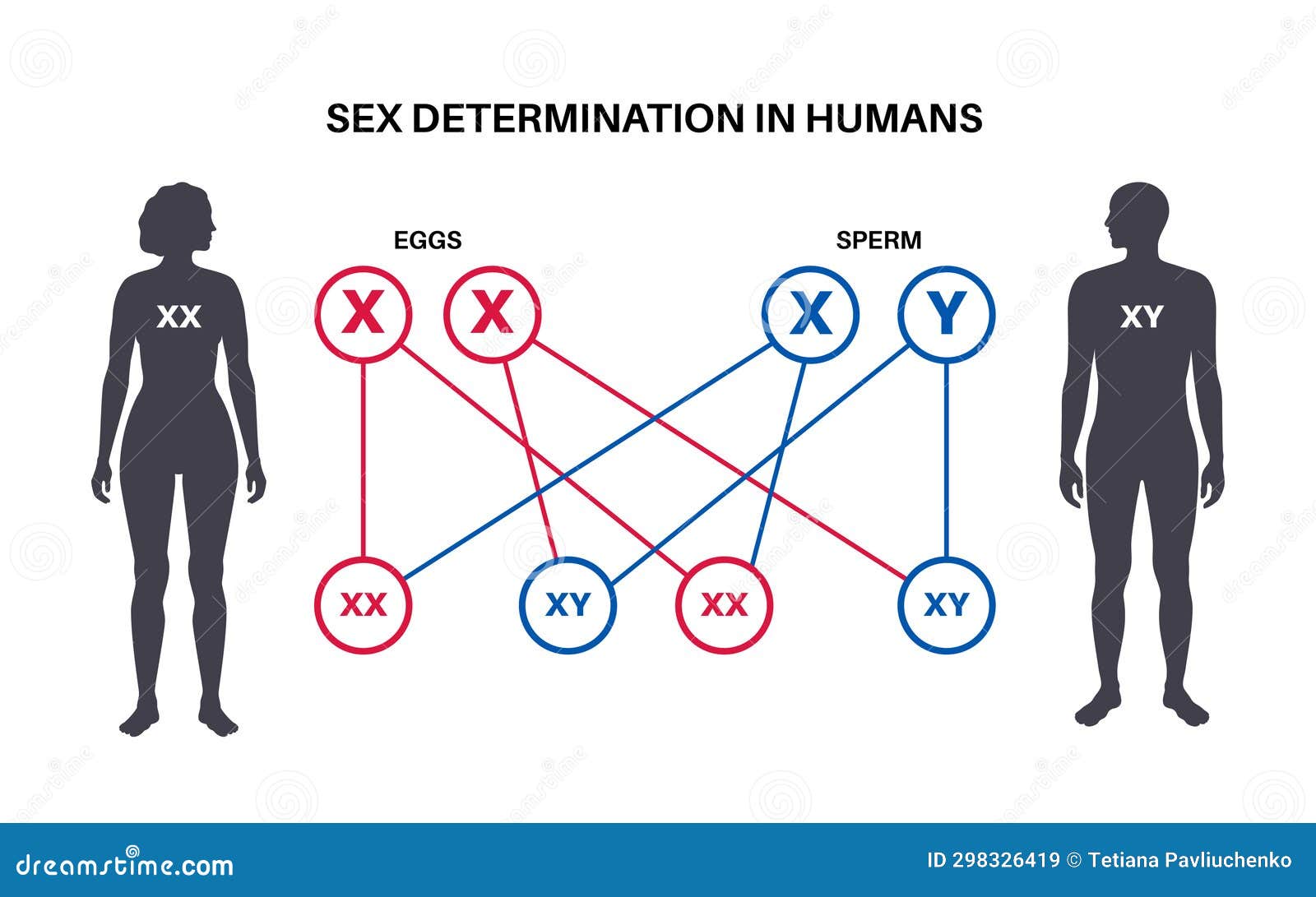 Sex Determination In Humans Stock Vector Illustration Of Inheritance