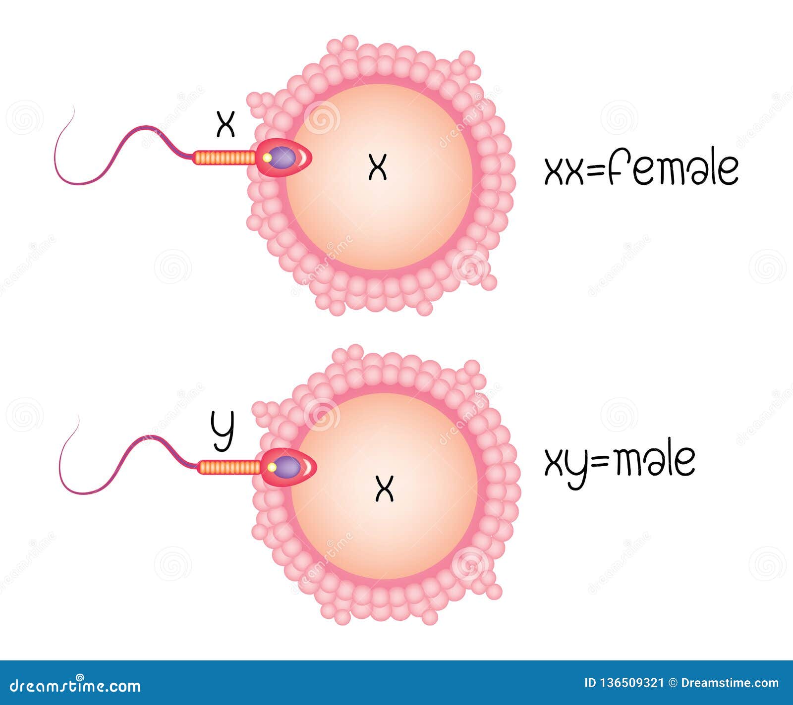Sex Determination Stock Vector Illustration Of Anatomy 136509321