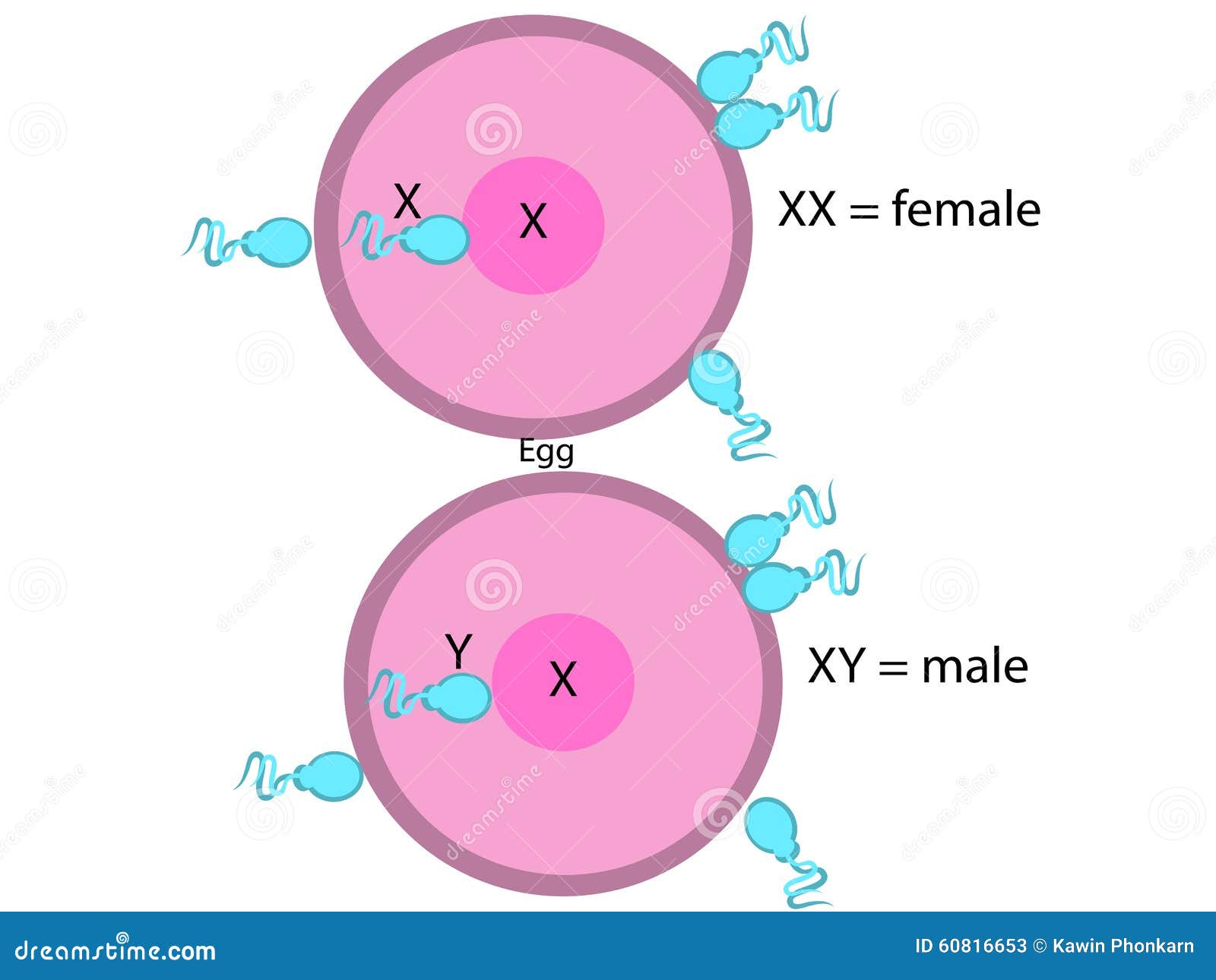Sex Determination Stock Vector Illustration Of Illustrated 60816653