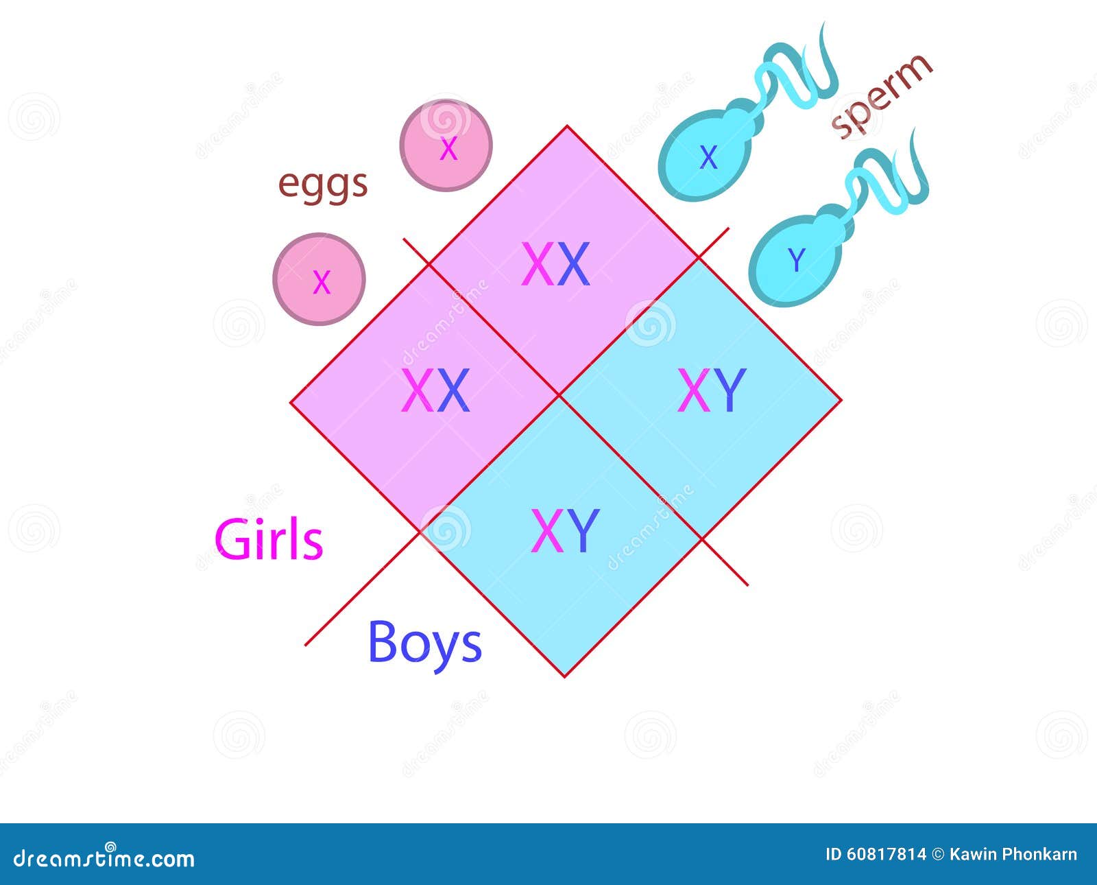 Sex Determination Vector Illustration 60817814