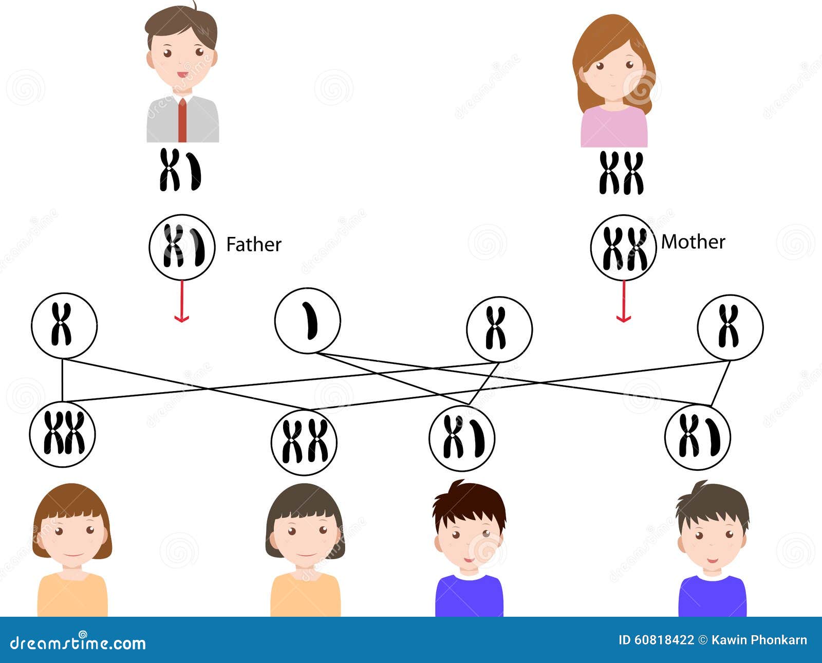 Sex Determination Stock Vector Illustration Of Healthy 60818422