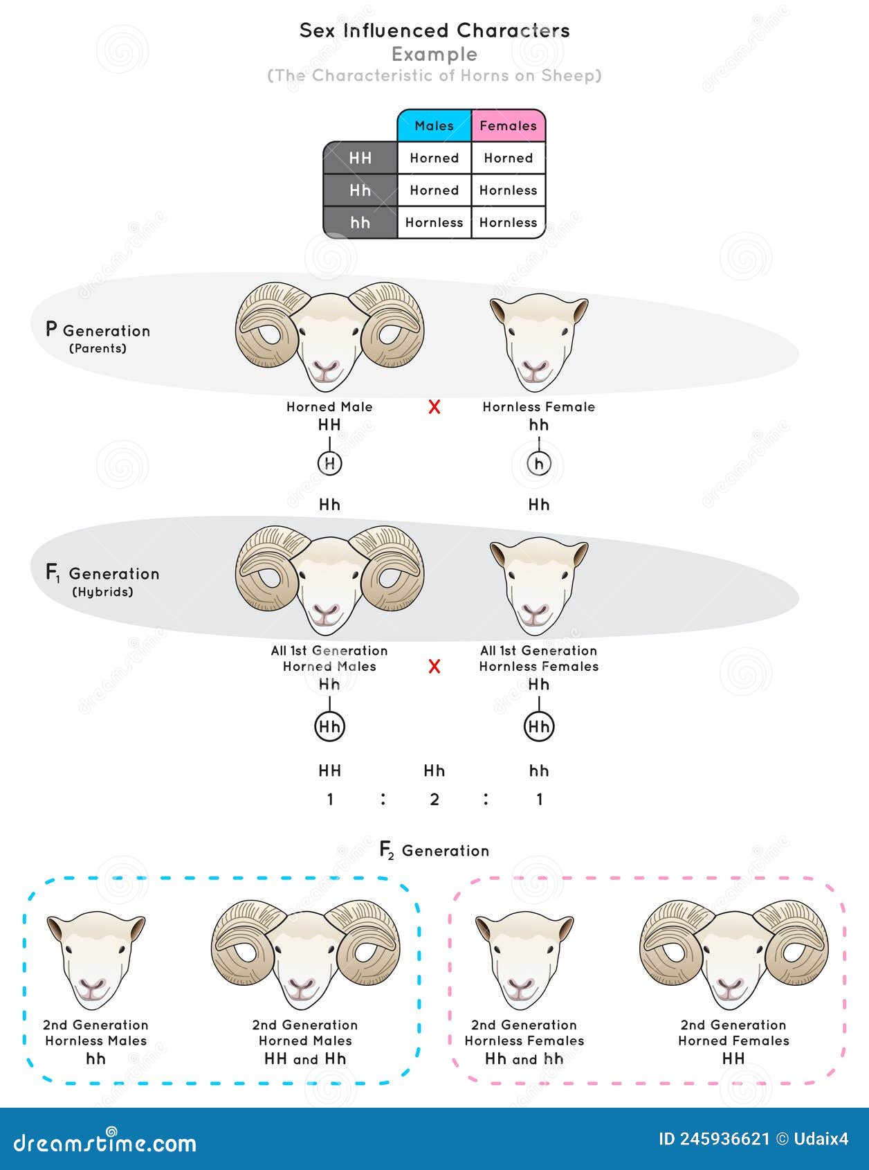 Sex Influenced Characters Infographic Diagram With Example Of