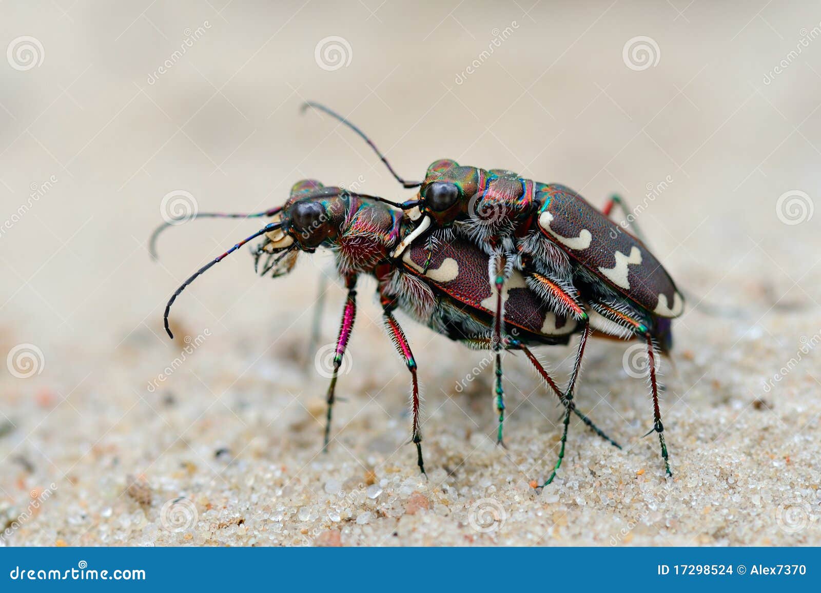 Sex two beetles stock photo. Image of nature, wing, summer - 17298524