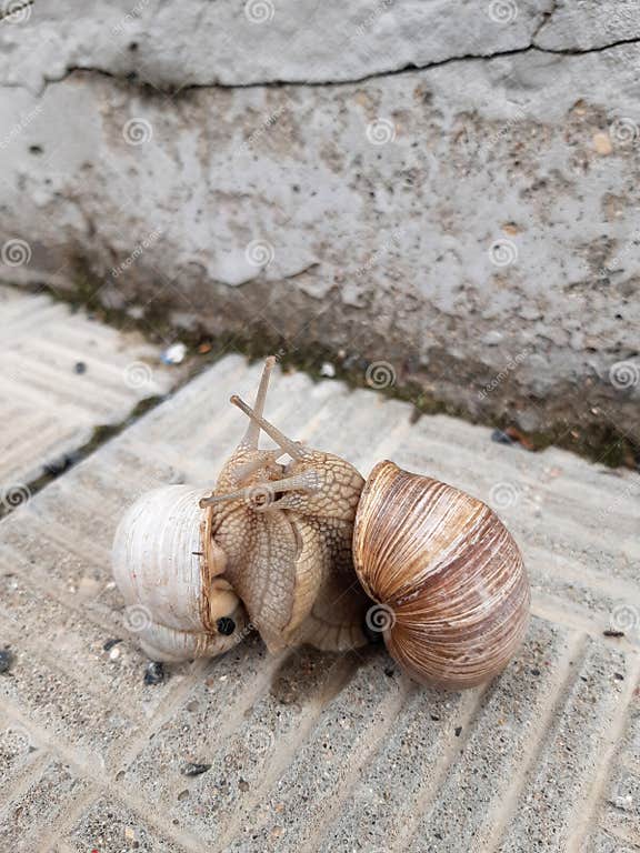 Dance of Mating Grape Snails on the Concrete Slabs of the Steps Stock ...