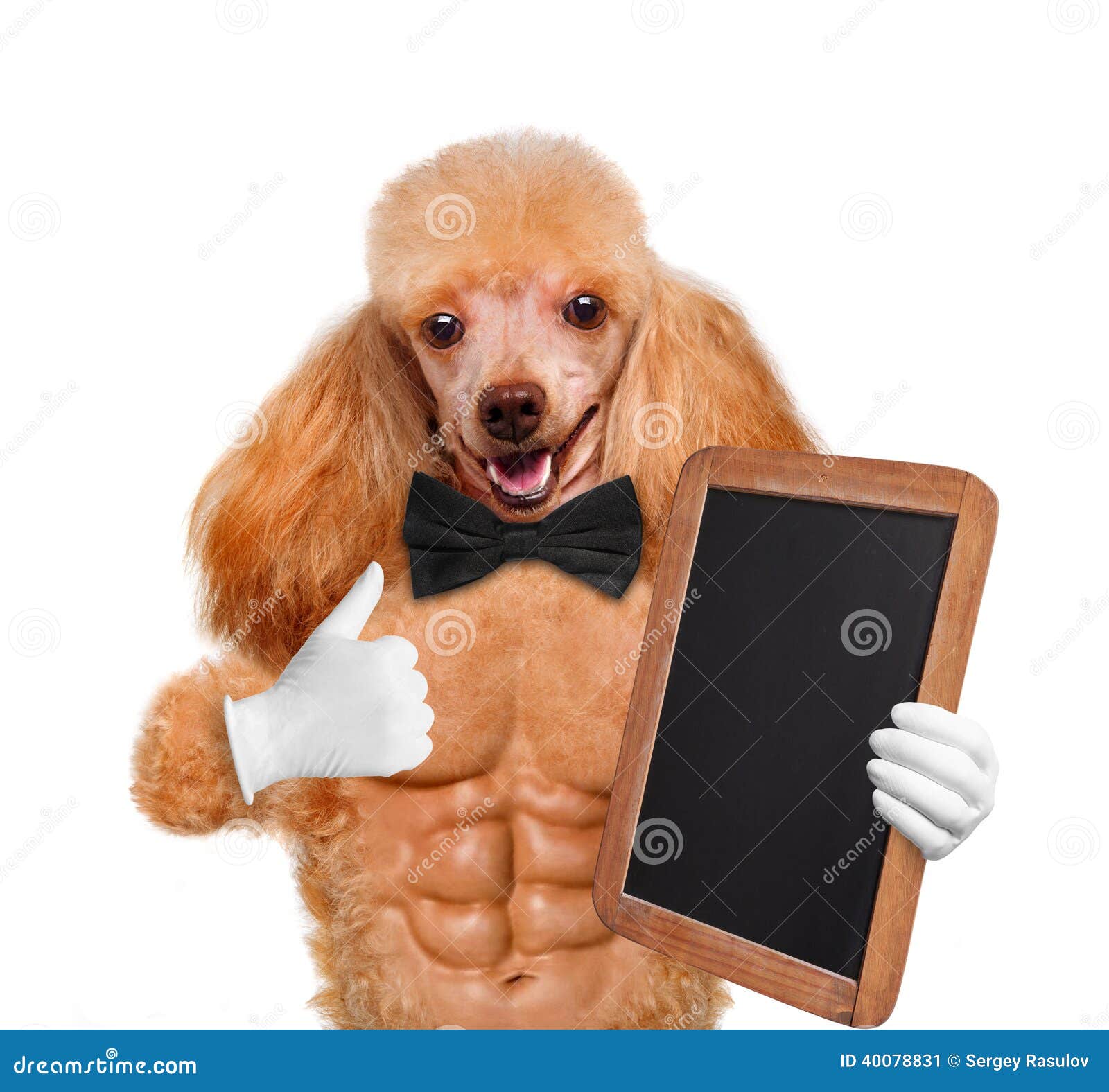 Dog. Creative stock image. Image of dining, appetite - 40078831