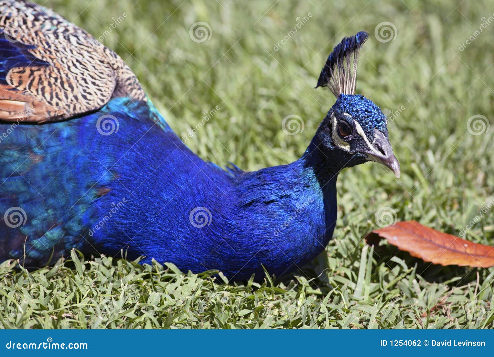 Peacock stock photo. Image of outside, park, nature, outdoor - 1254062