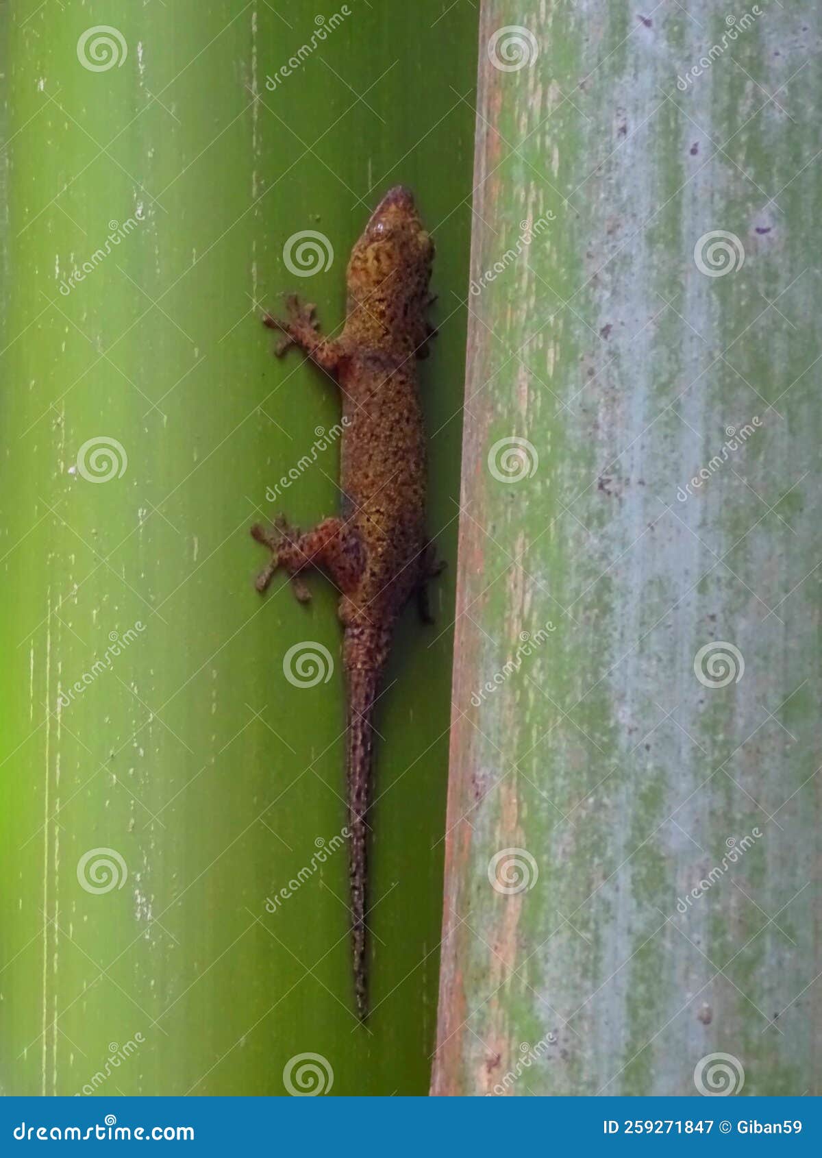 Seychelles, brown lizard stock image. Image of nature - 259271847