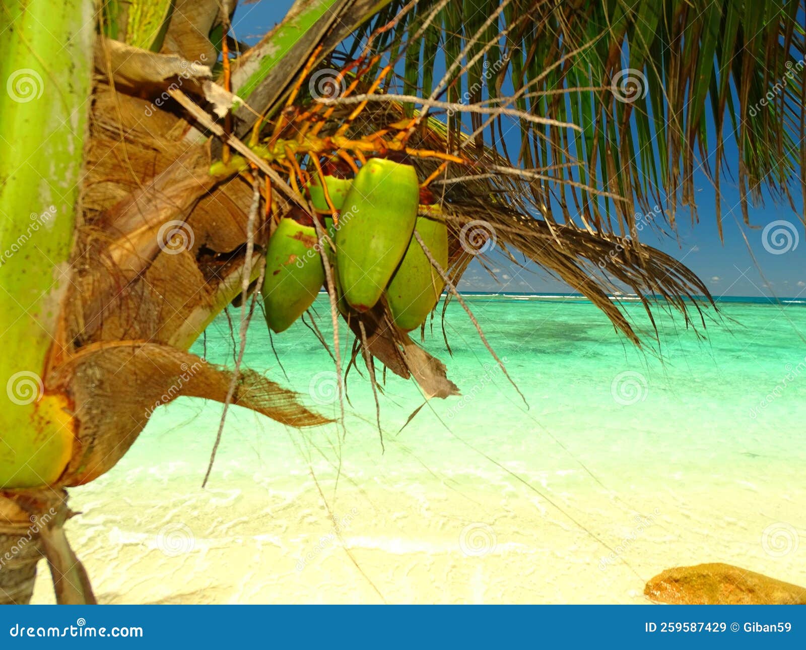 Seychelles - Coconuts on a Coconut Tree Stock Image - Image of sunlight ...