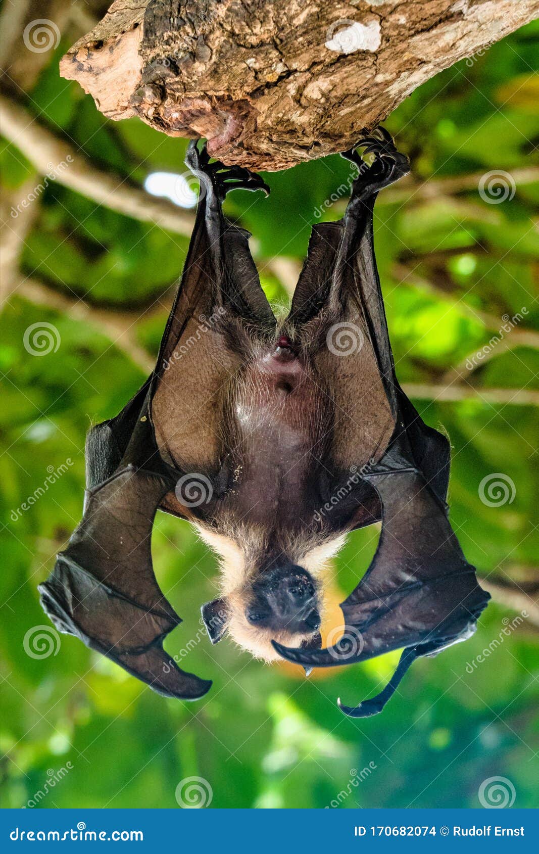 Seychelles Fruit Bat or Flying Fox Pteropus Seychellensis at La Digue ...