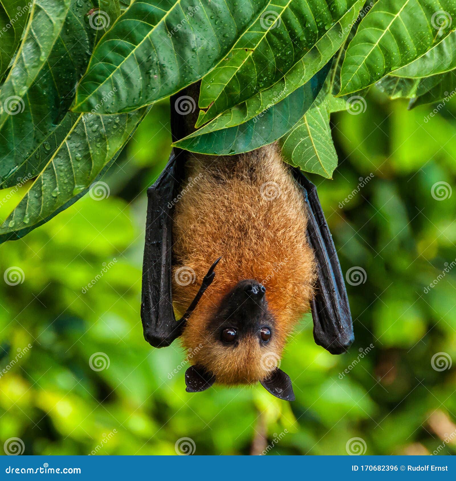 Seychelles Fruit Bat or Flying Fox Pteropus Seychellensis at La Digue ...
