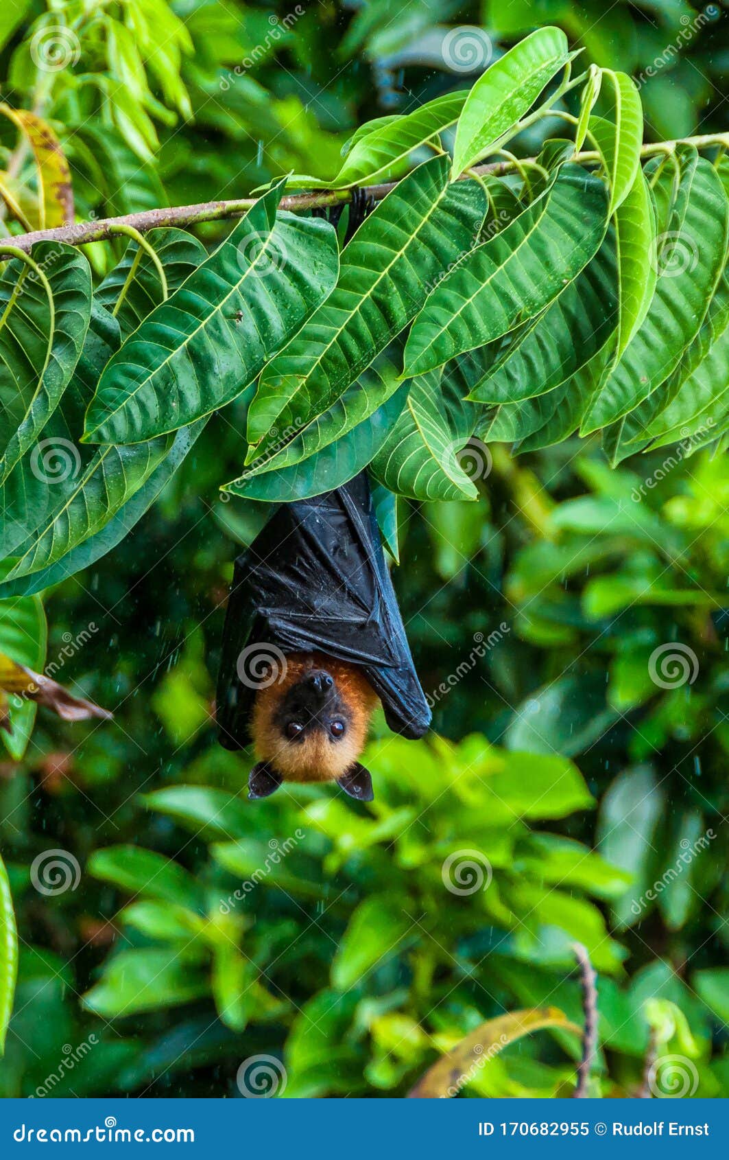 Seychelles Fruit Bat or Flying Fox Pteropus Seychellensis at La Digue ...