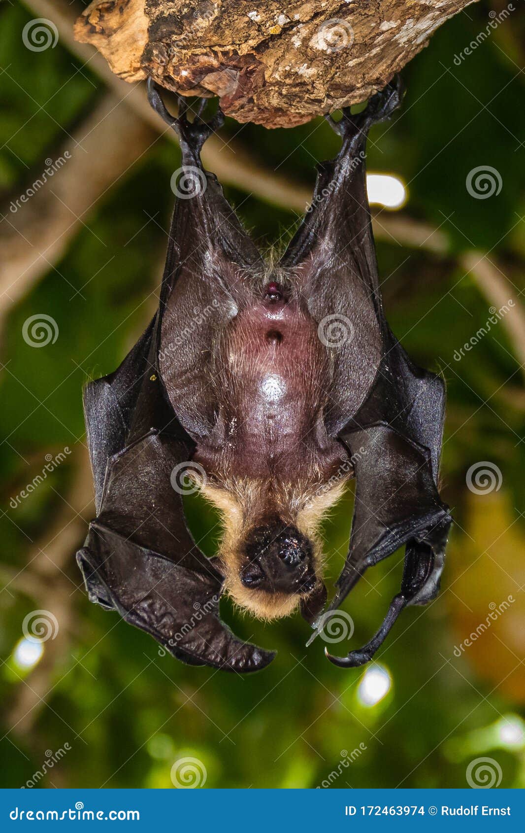 Seychelles Fruit Bat or Flying Fox Pteropus Seychellensis at La Digue ...