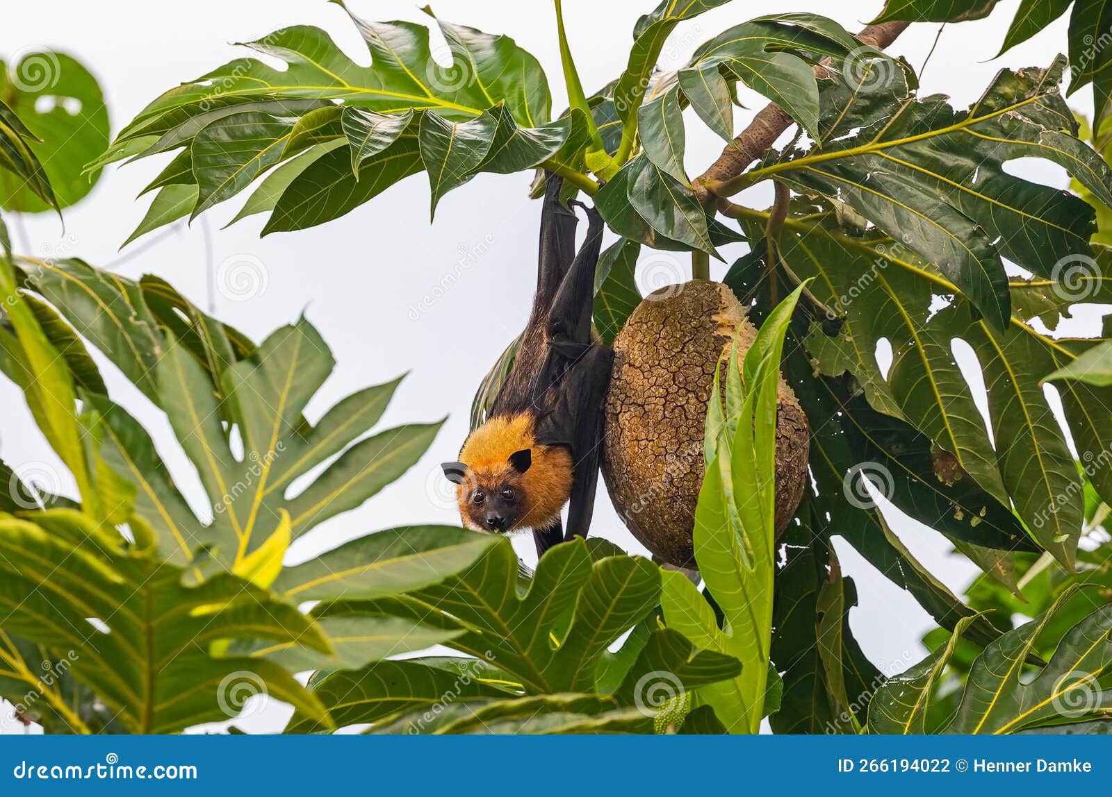 Seychelles Fruit Bat Pteropus Seychellensis Stock Photo - Image of ...