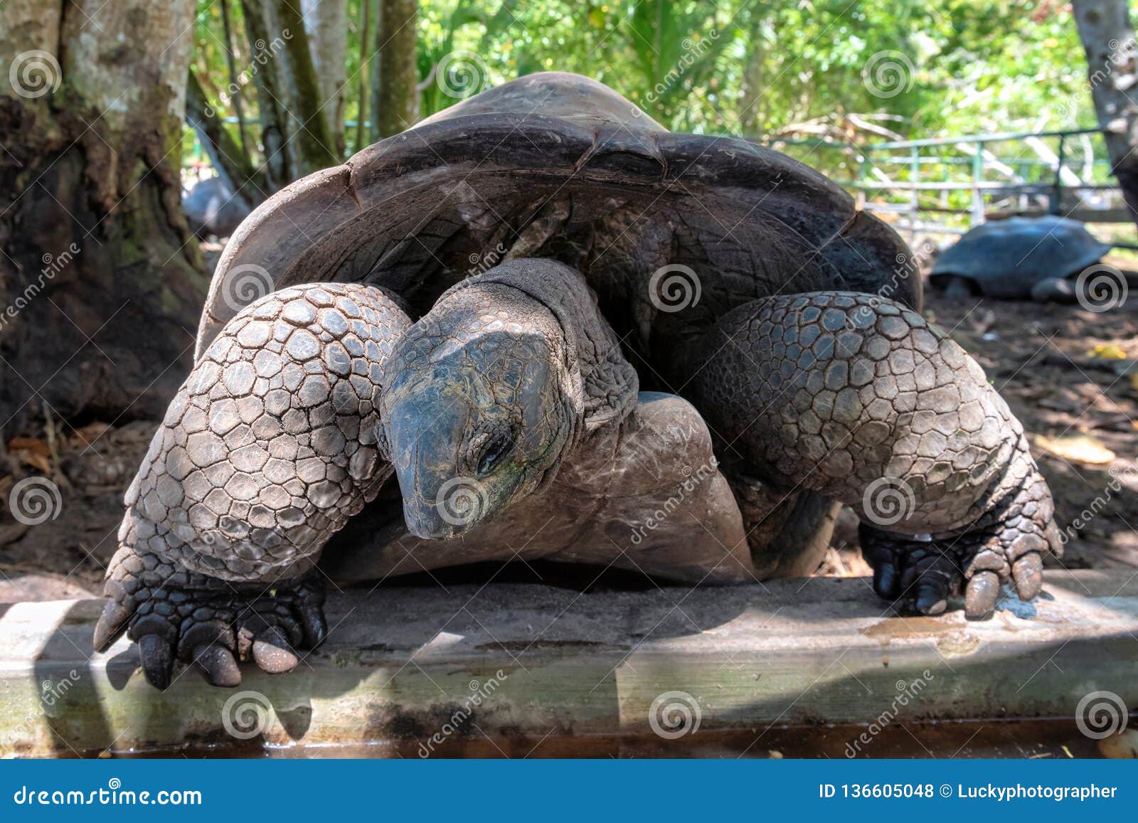 Seychelles Giant Tortoise Royalty-Free Stock Photography ...