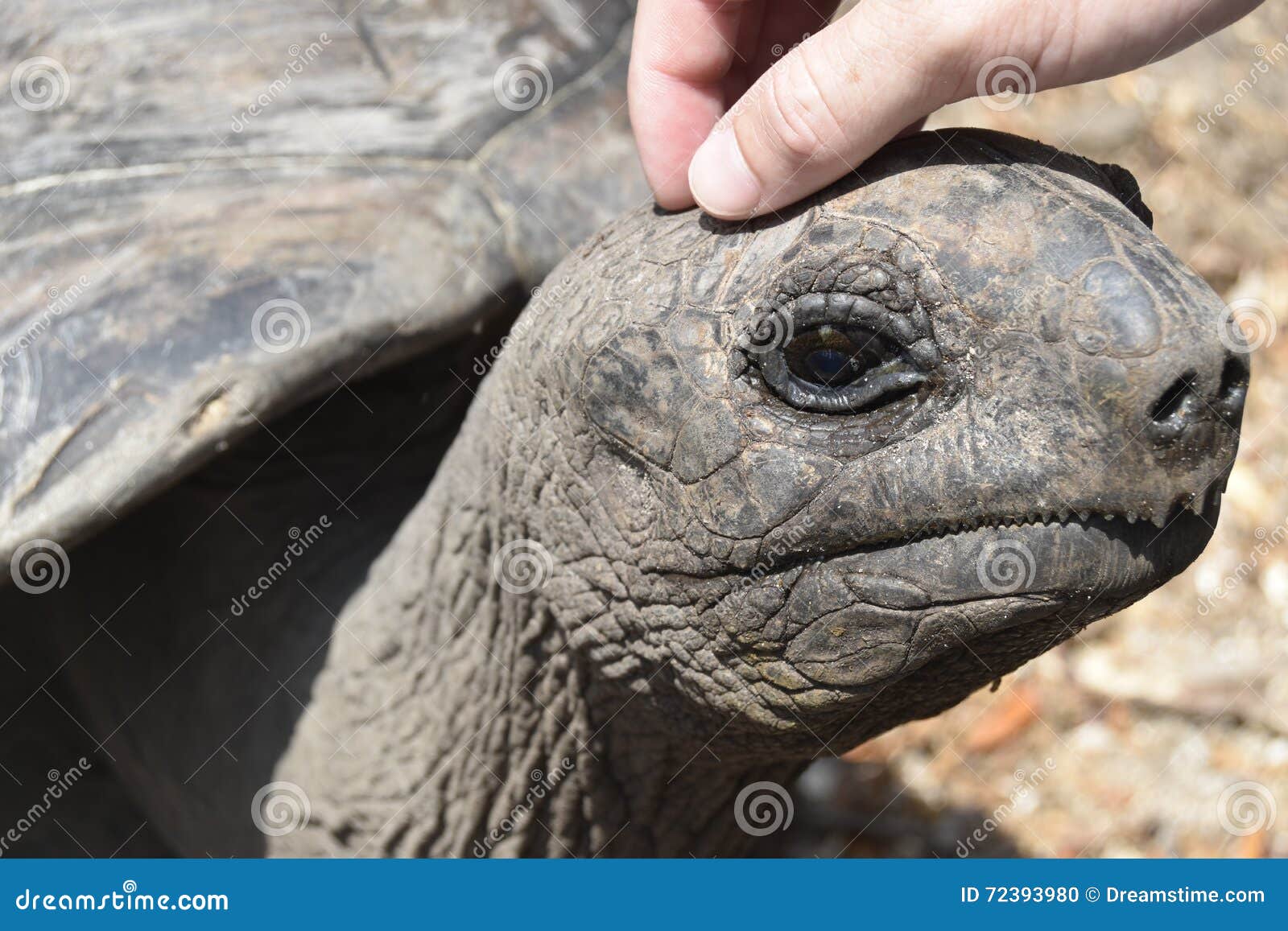Seychelles Giant Tortoise, La Digue Stock Photo - Image of scratched ...