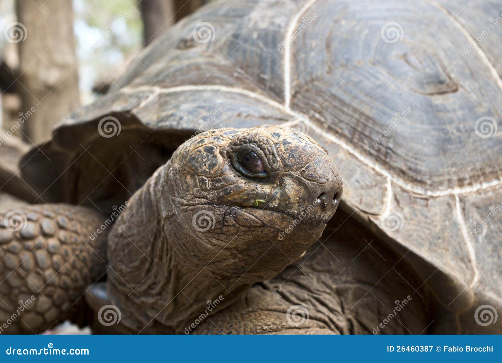 Seychelles giant turtle stock image. Image of africa - 26460387
