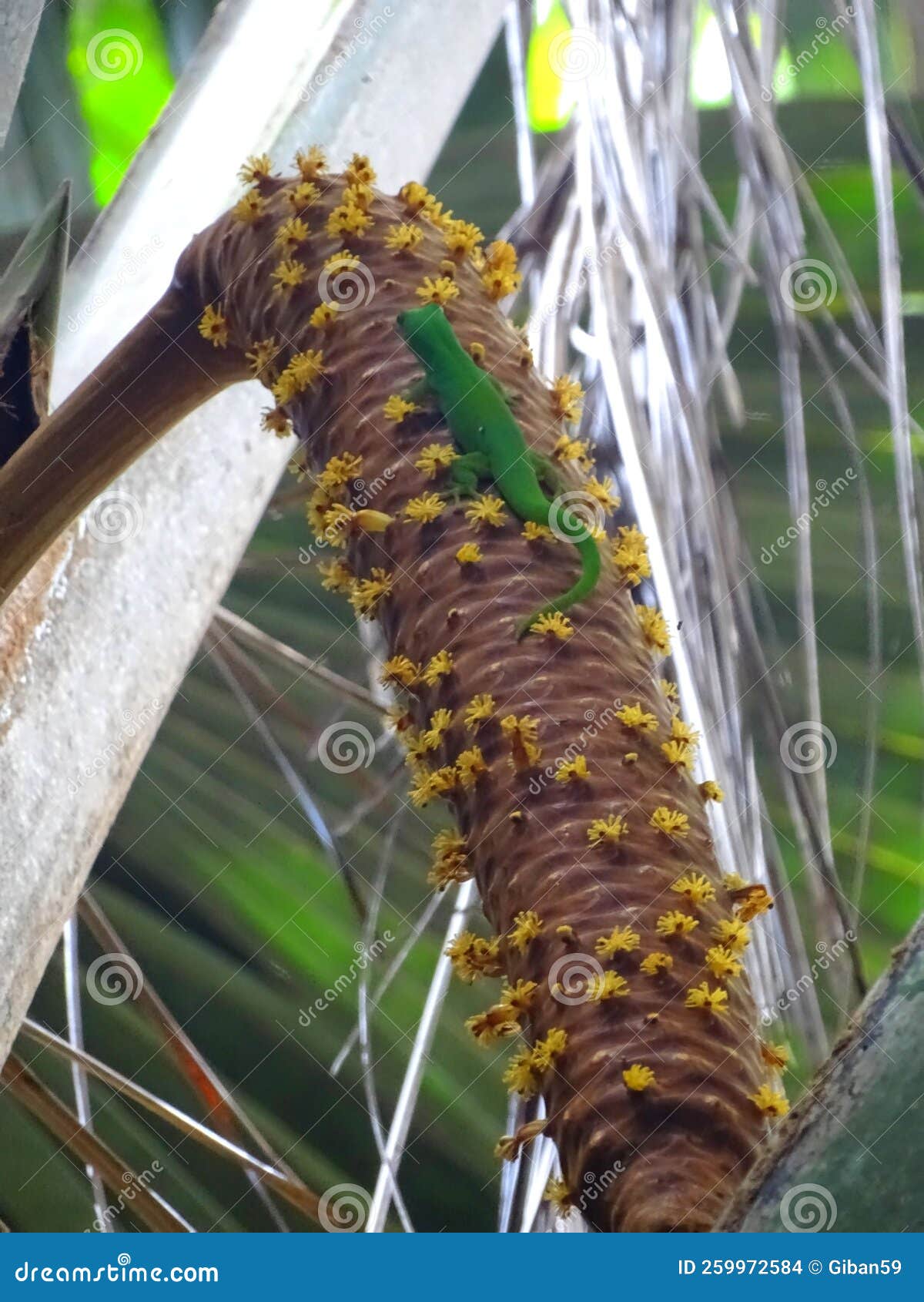 Seychelles, Green Lizard on a Coconut Palm Tree Stock Photo - Image of ...