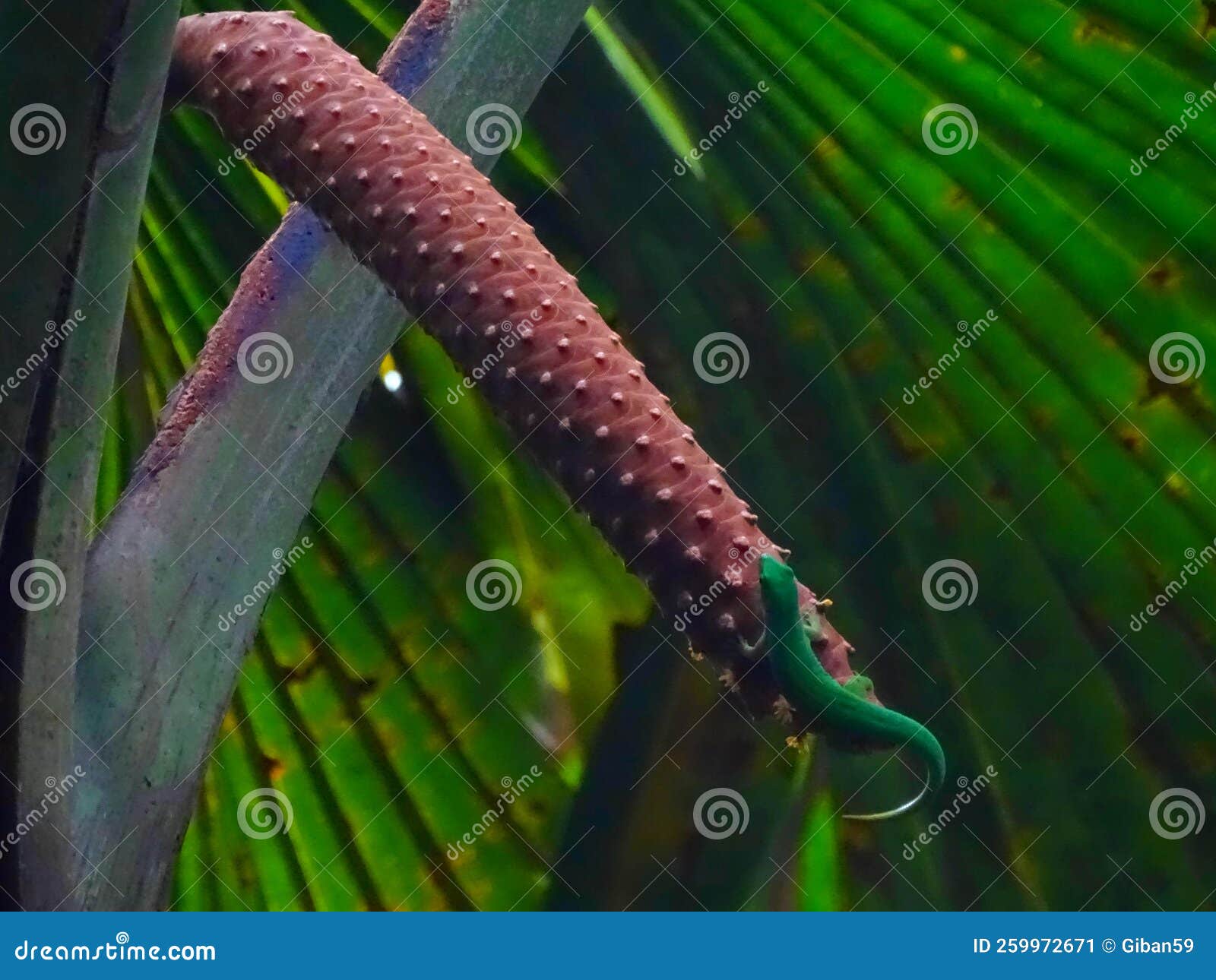 Seychelles, Green Lizard on a Coconut Palm Tree Stock Image - Image of ...