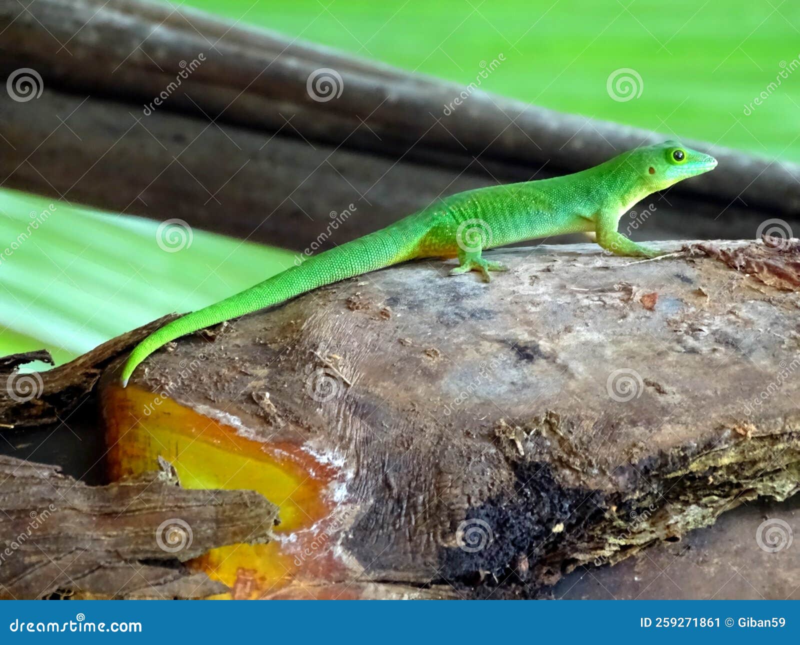 Seychelles, green lizard stock image. Image of serpent - 259271861