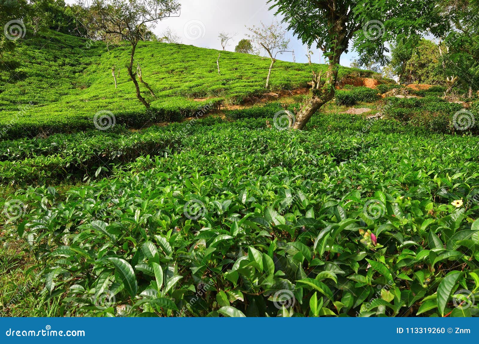 Seychelles Islands, Tea Plantation Stock Photo - Image of colorful ...
